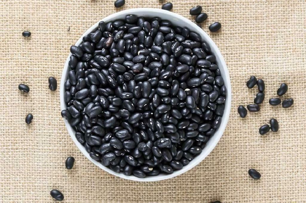 Schwarze Bohnen aus Tolosa - Beans 5+ Samen - Seed - Graines - H 125 ...