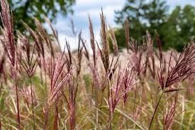 Chinaschilf "Red Chief" 1 Pflanze Miscanthus sinen winterhart kaufen ...