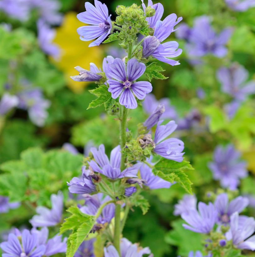 Wilde Malve Primley Blue - Malva sylvestris kaufen bei Hood.de