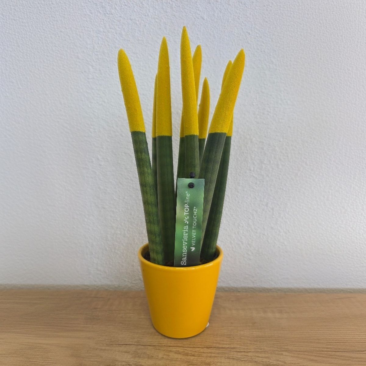 Sansevieria Cylindrica 'Velvet Touchz' - Gelb - Ø9cm - 20-40cm ...