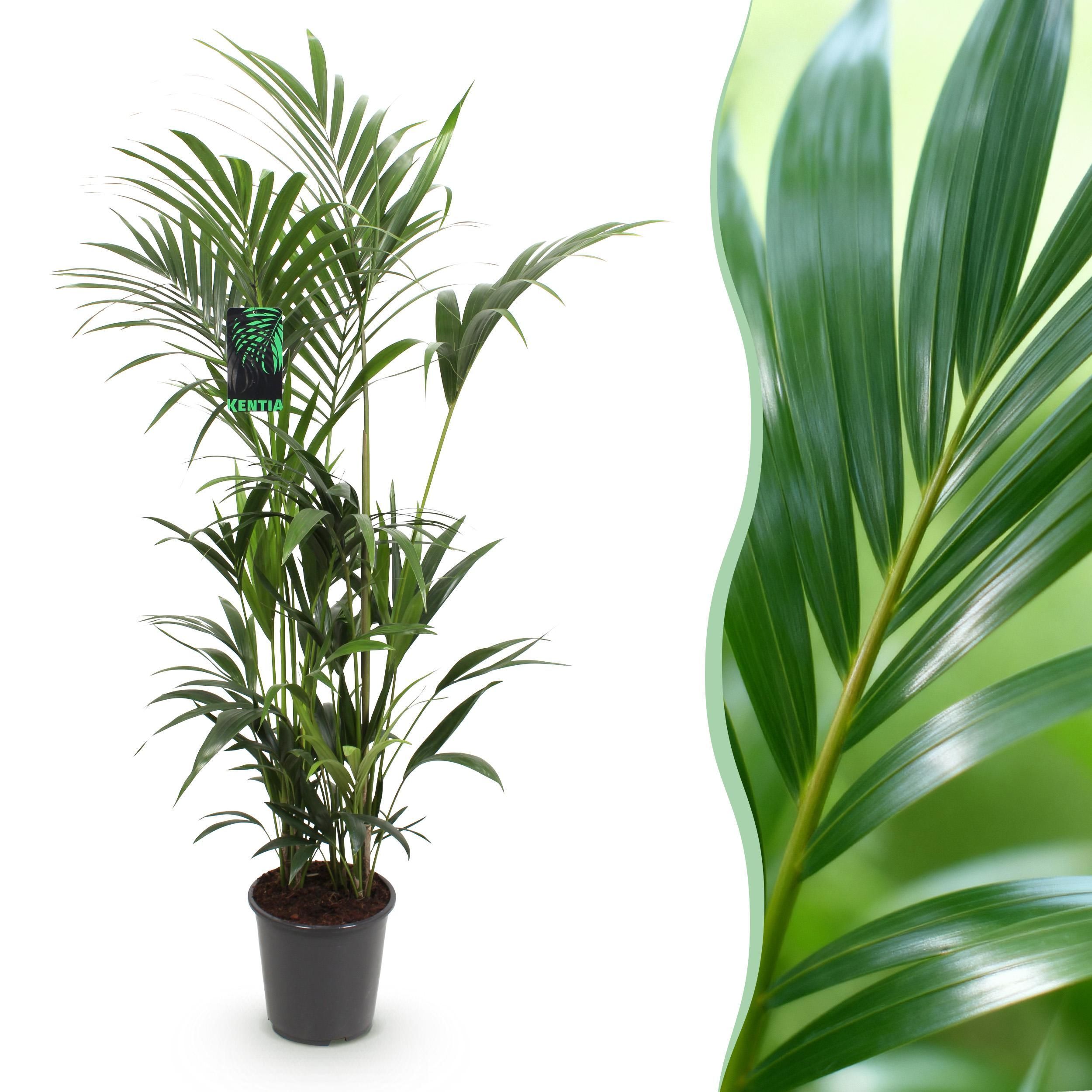 Howea Forsteriana - Kentia Palm - Pflegeleicht - Grün - Ø27cm - 160 ...