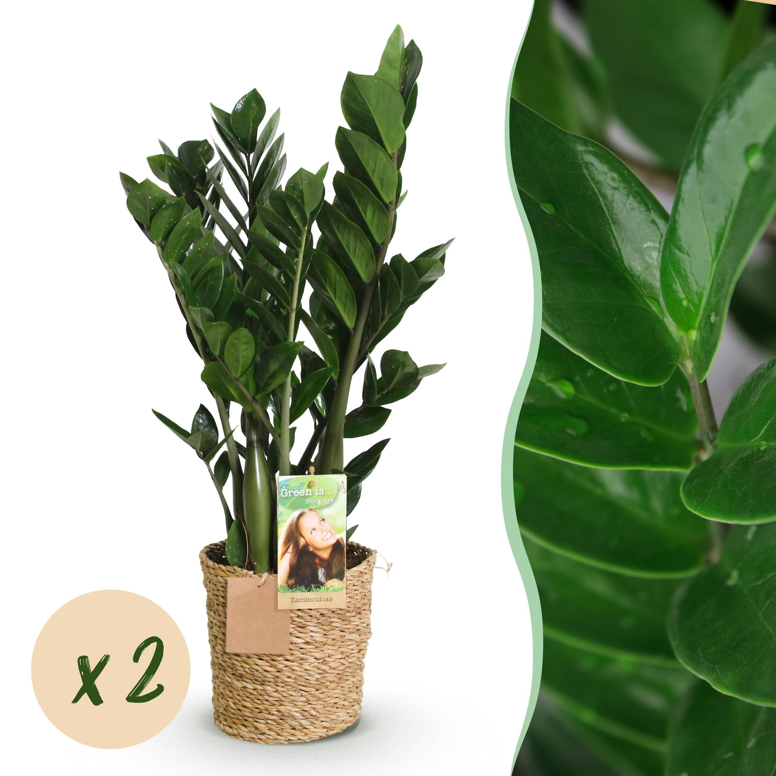 Zamioculcas Mit Kaffeesatz Dungen