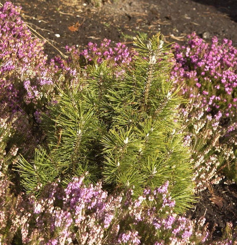 Bergkiefer Alpenzwerg 30-40cm - Pinus mugo kaufen bei Hood.de