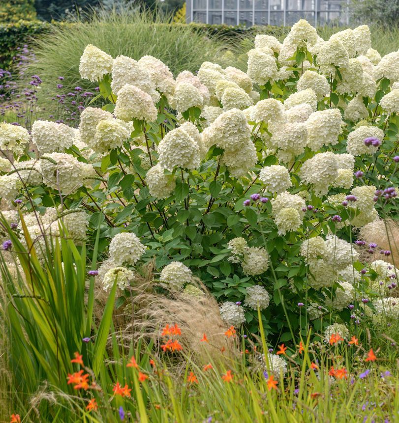 Rispenhortensie Magical Andes 40-60cm - Hydrangea paniculata kaufen bei ...