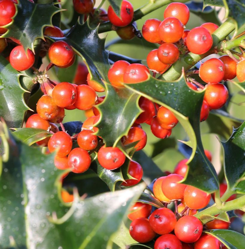 Dornige Stechpalme Ilex 60-80cm - ilex aquifolium kaufen bei Hood.de