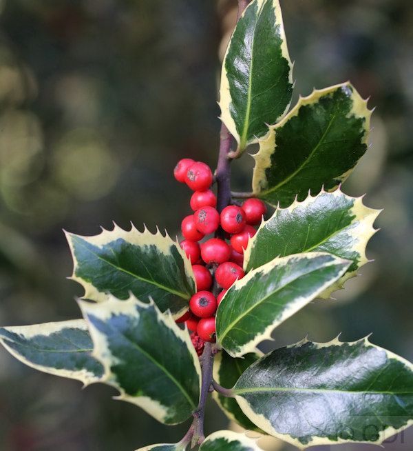 Weißbunte Stechpalme Ilex Argentea Marginata 60-80cm - ilex aquifolium ...