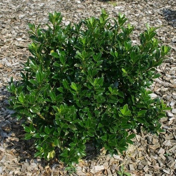 Stechpalme Ilex Heckenpracht 60-80cm - Ilex meserveae kaufen bei Hood.de