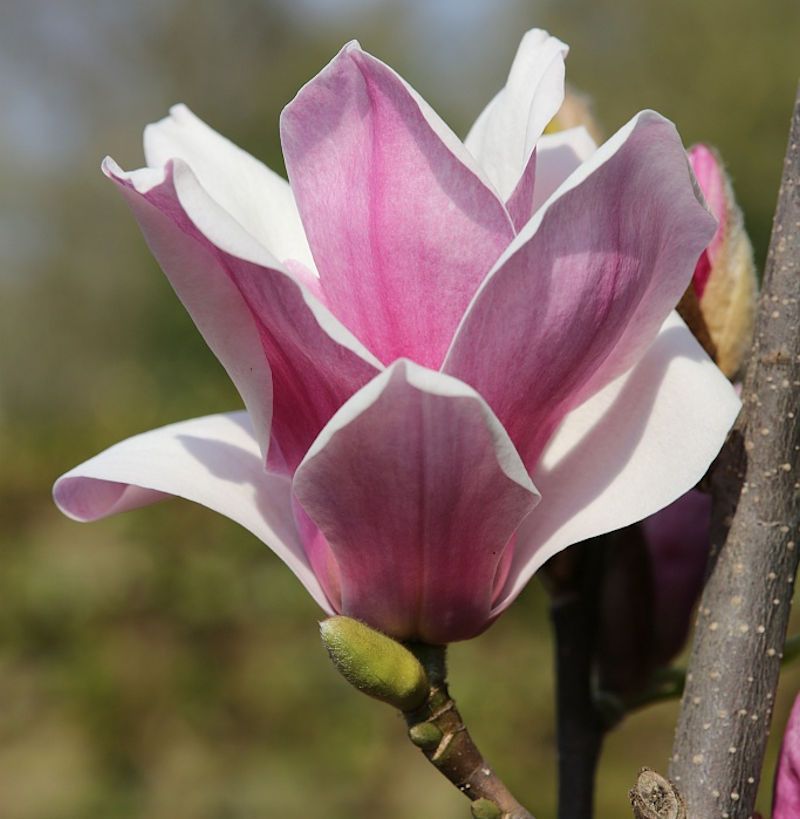 Großblütige Säulen Magnolie Satisfaction 30-40cm - Magnolia kaufen bei ...