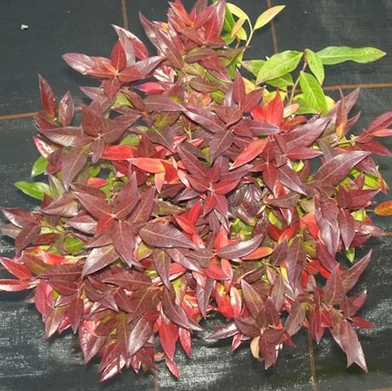 Traubenheide Traubenmyrte Red Cap 20-25cm - Leucothoe axillaris kaufen ...