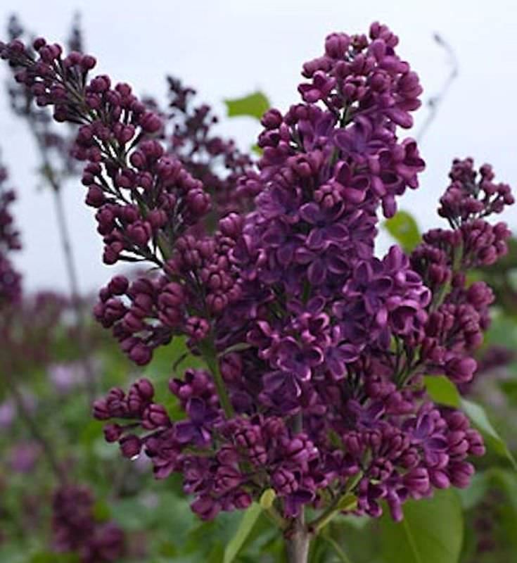 Edelflieder Sarah Sands - Kircher-Collection 40-60cm - Syringa vulgaris ...