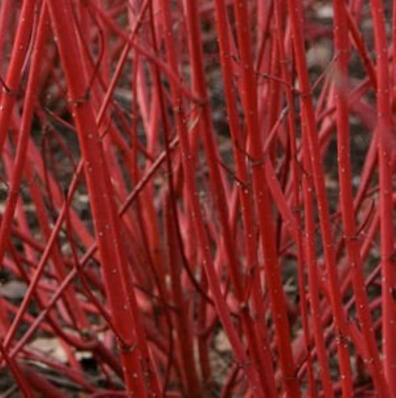 Sibirischer Hartriegel Baton Rouge 80-100cm - Baton kaufen bei Hood.de