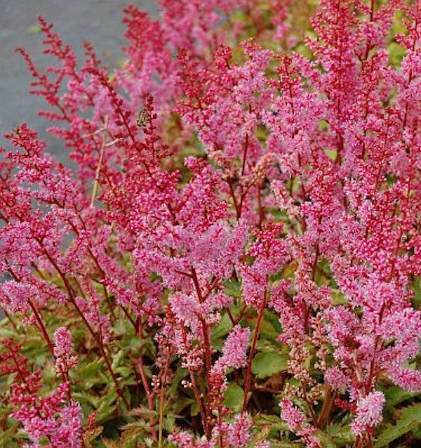 Prachtspiere Serenade - Astilbe chinensis kaufen bei Hood.de