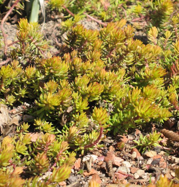 Felsen Fetthenne Angelina - Sedum reflexum Angelina kaufen bei Hood.de
