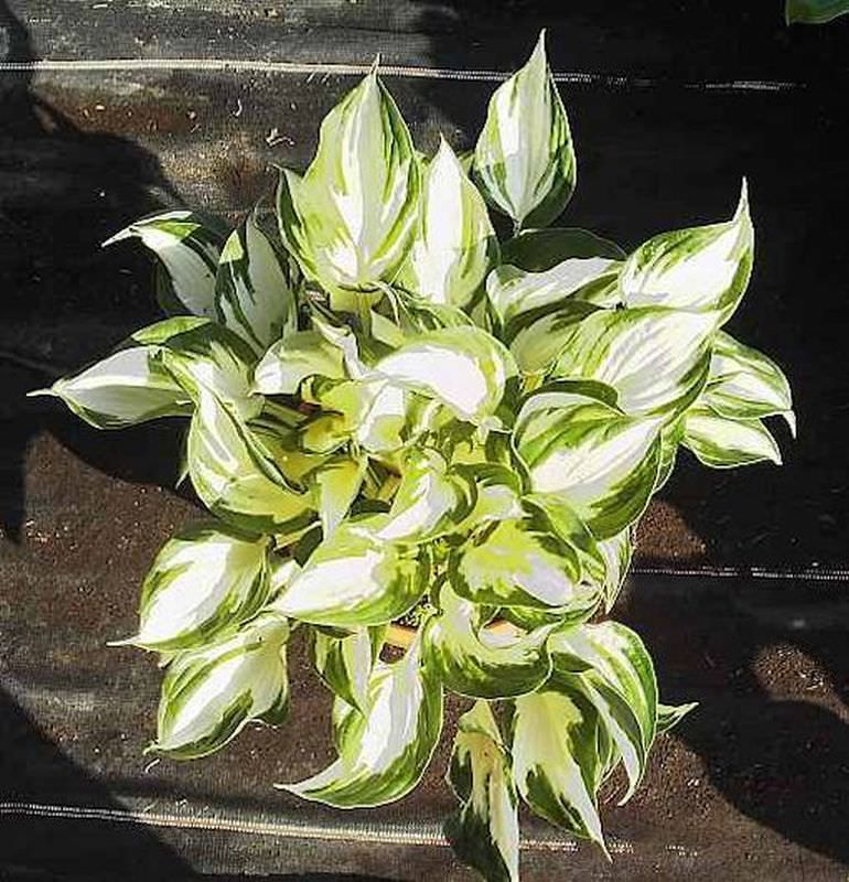 Funkie Fire and Ice - Hosta fortunei kaufen bei Hood.de