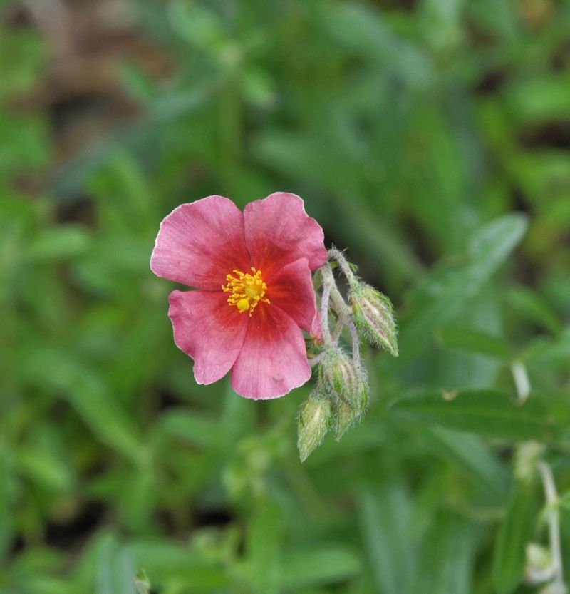 Sonnenröschen Ben Hope - Helianthemum kaufen bei Hood.de