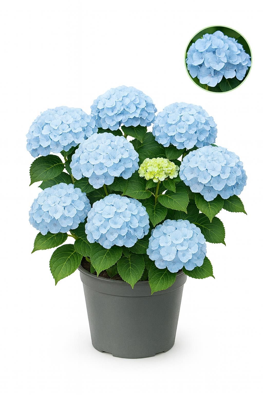 Exotenherz - Hortensia - Hydrangea Forever & Ever - Blau - 7-12 Blüten ...