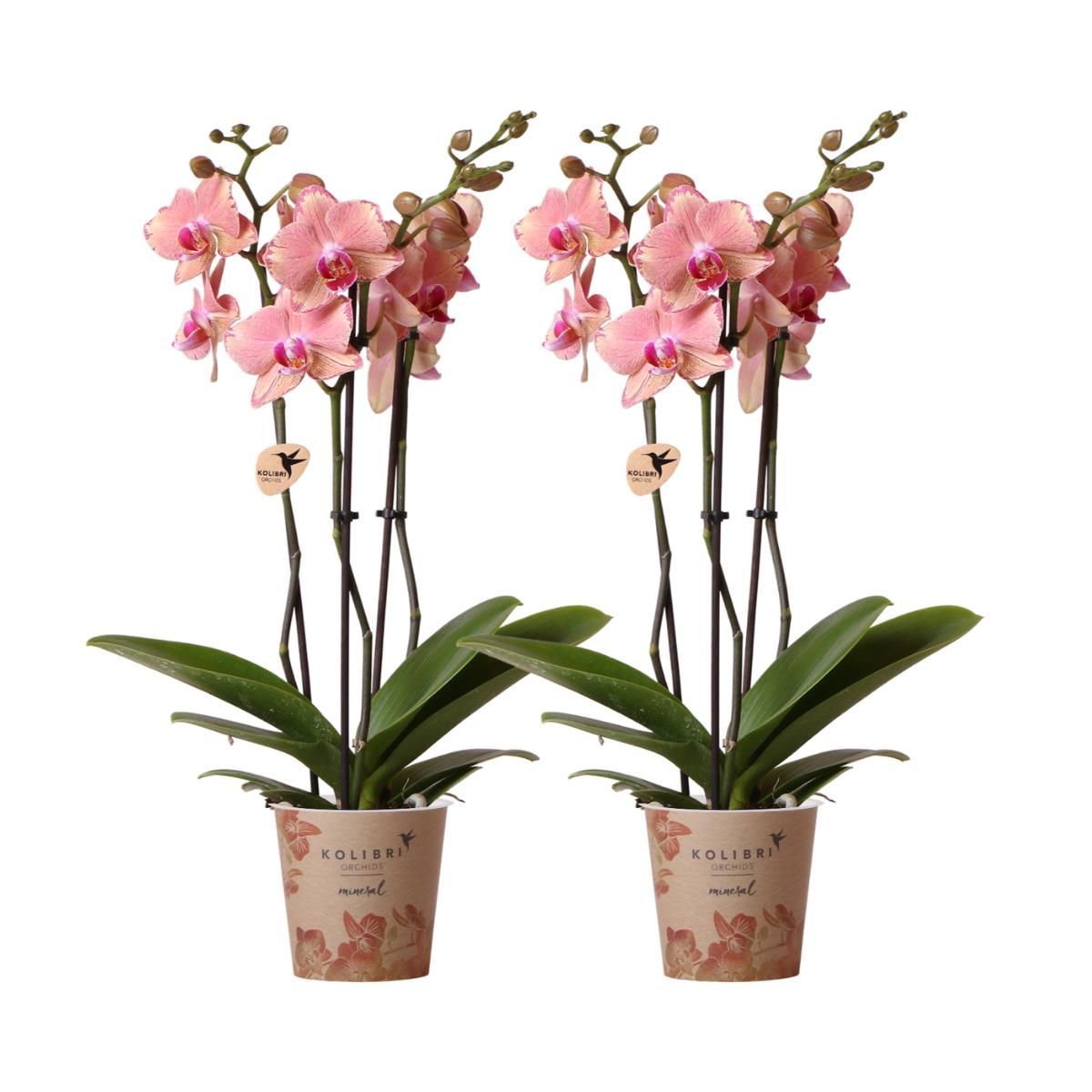 Kolibri Orchids KOMBI Angebot von 2 Phalaenopsis Orchideen - Pirate ...
