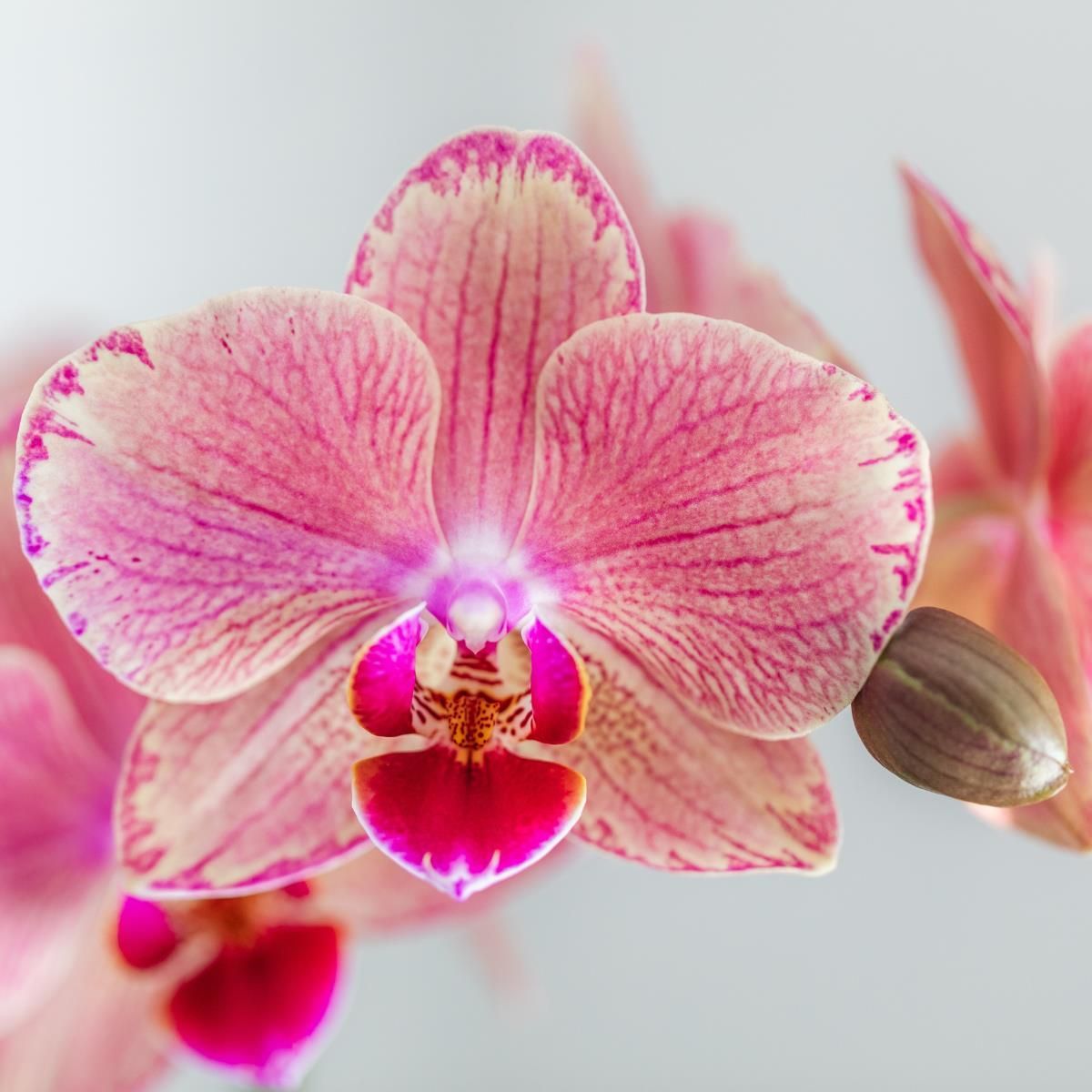 Kolibri Orchids KOMBI Angebot von 2 Phalaenopsis Orchideen - Pirate ...