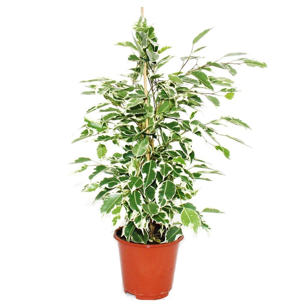 Ficus benjamini "Twilight", Birkenfeige 14cm kaufen bei Hood.de