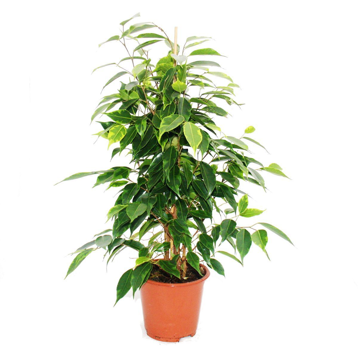 Ficus benjamini - 3er Set - Danielle - Anastasia - Twighlight 12cm Topf ...