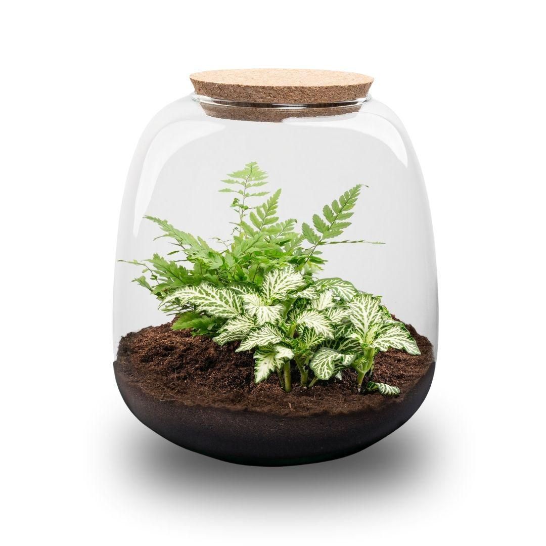 Flaschengarten "Kleine Emma" - DIY-Pflanzenterrarium - 20cm hoch - mit ...