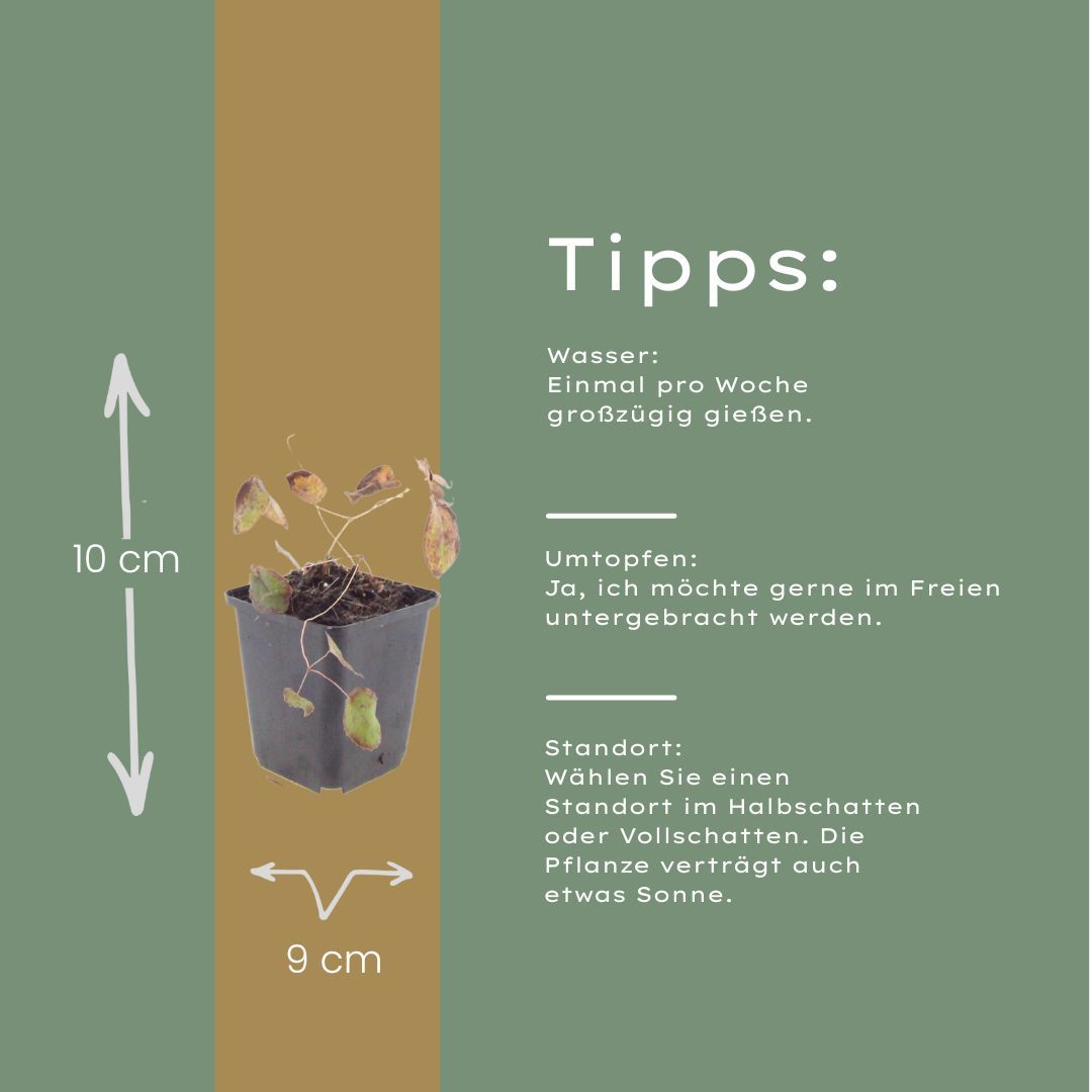 Epimedium rubrum | 24 Stück - Ø9cm - 10-25cm - Gartenpflanze kaufen bei ...