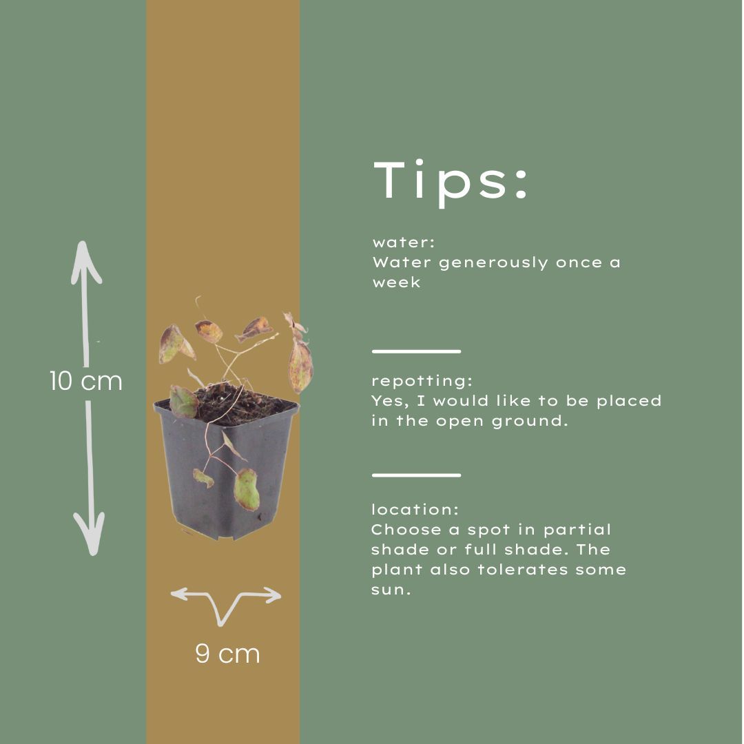 Epimedium rubrum | 24 Stück - Ø9cm - 10-25cm - Gartenpflanze kaufen bei ...