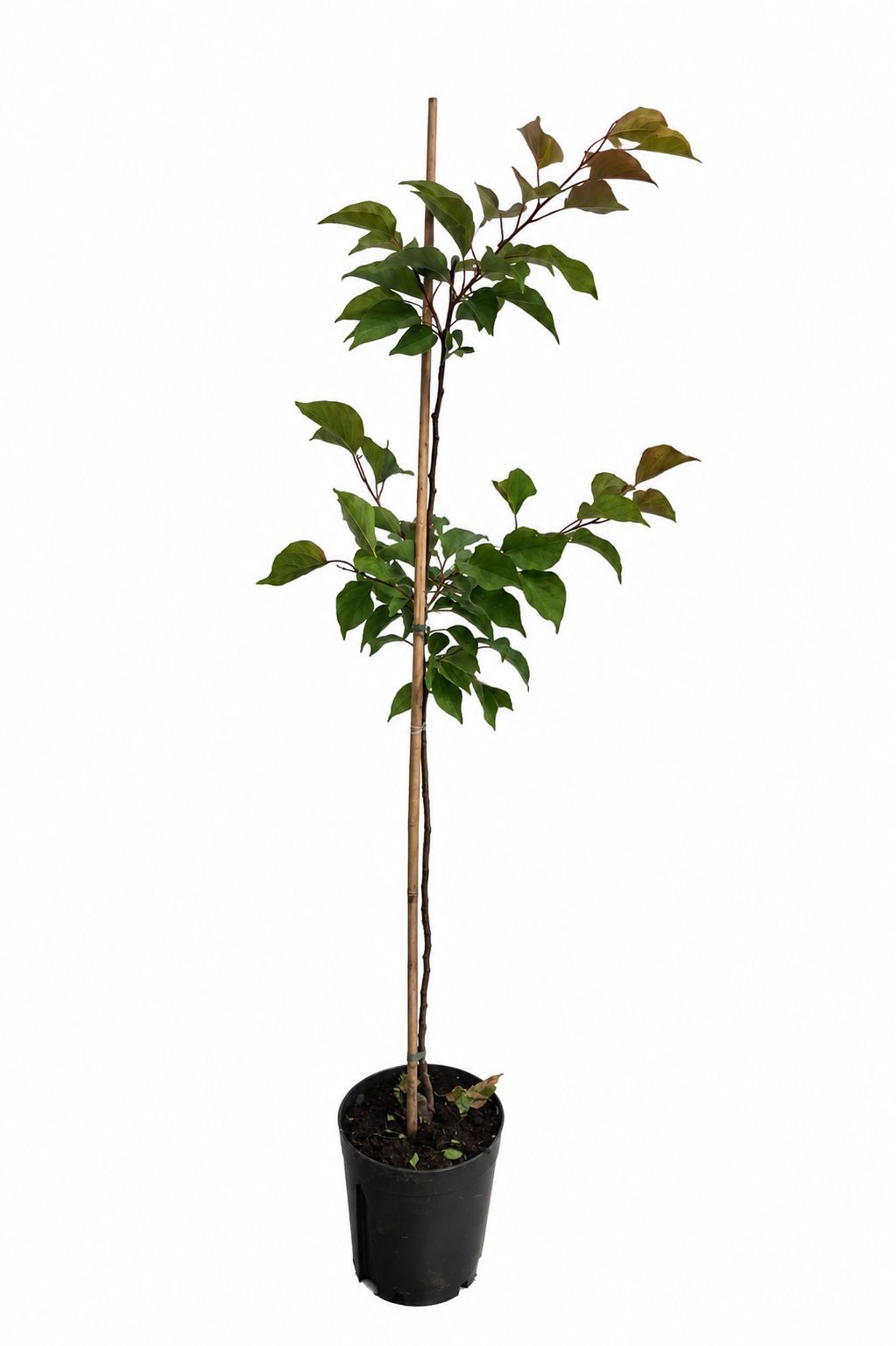 Prunus Armeniaca Tirynthos Aprikosenbaum winterhart 100-140 cm Topf ...