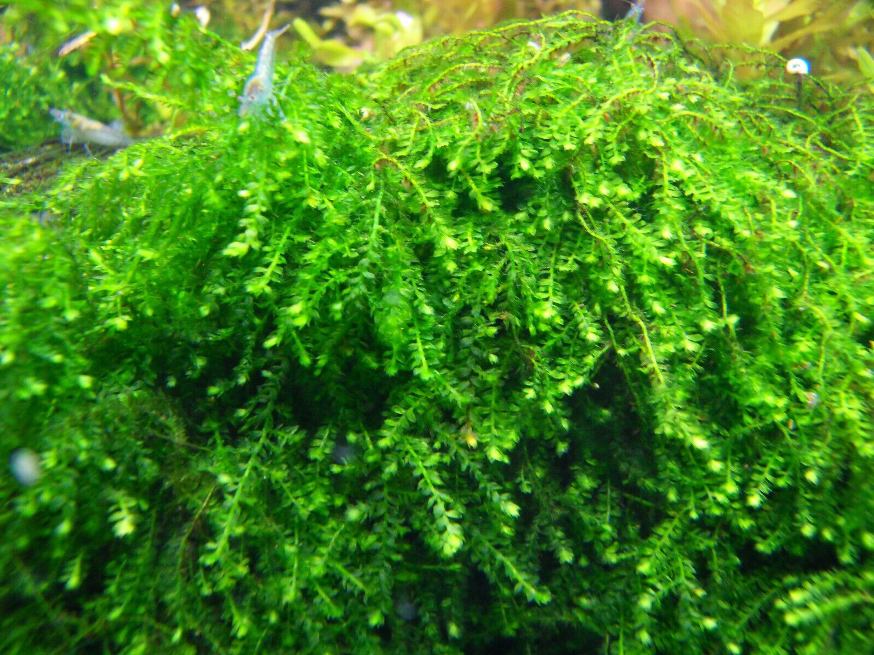 Pilomoos auf Lava Pilotrichaceae sp. "Pilo moss" ähnelt Christmas Moos ...