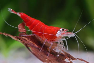 Garnelio - Aquaristik und Tierbedarf • Hood.de